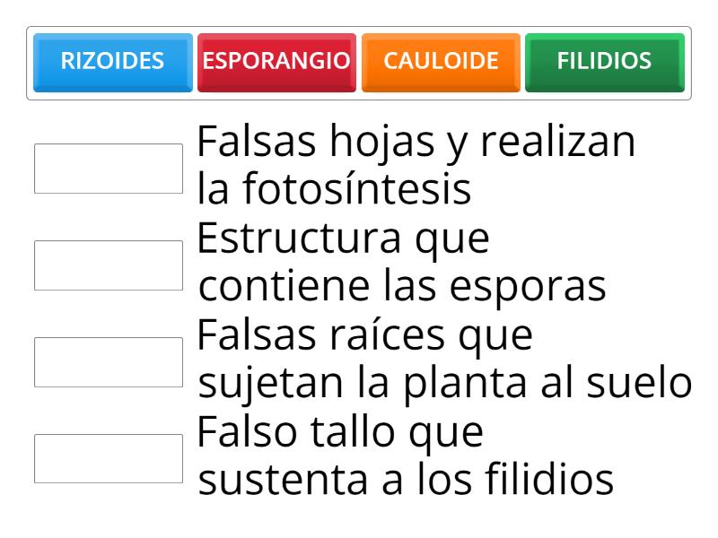 Reino Plantas Talofitas Estructura y definiciones - Match up
