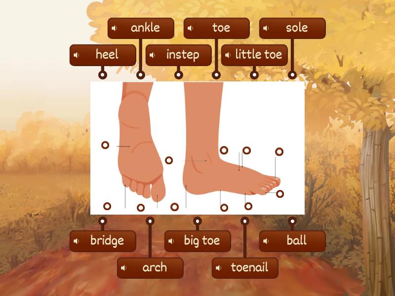 Feet - Labelled diagram