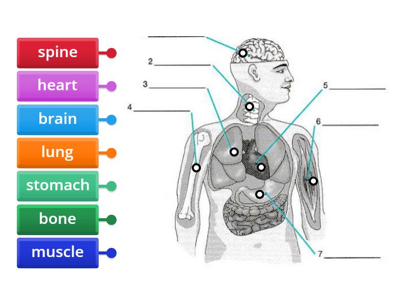 Organs - Labelled diagram