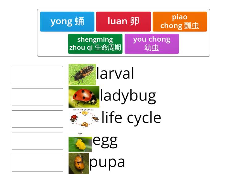 Ladybug Life Cycle - Une las parejas