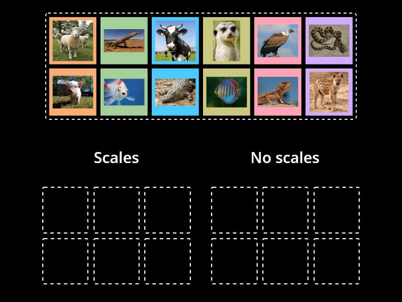 Scales or no scales - Group sort