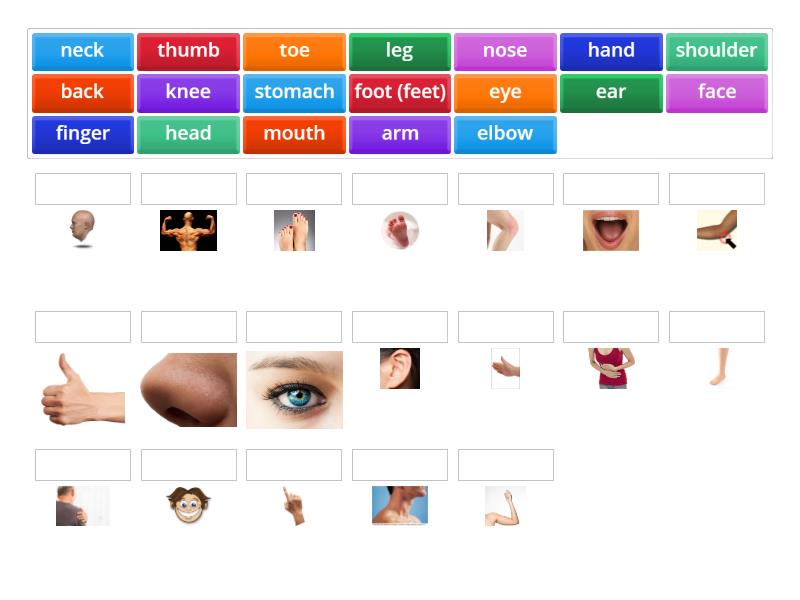 Parts of the body - Match up