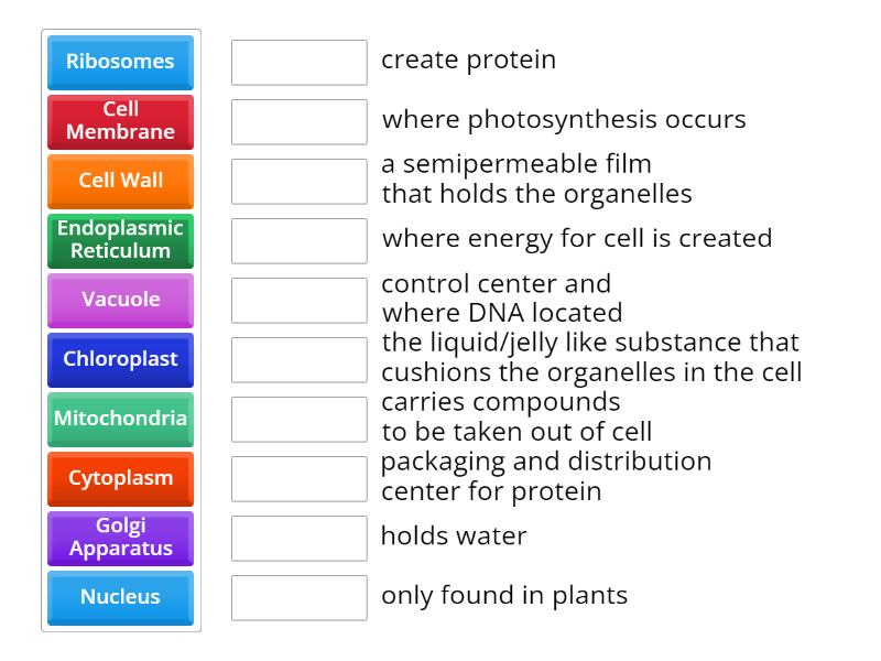 Cell Organelle Functions - Match up