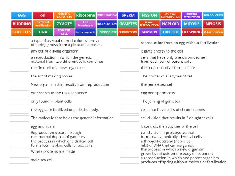 Reproduction - Match up