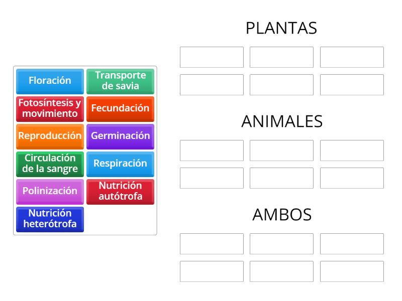 4. Clasifica: ¿Plantas, Animales o Ambos? - Group sort