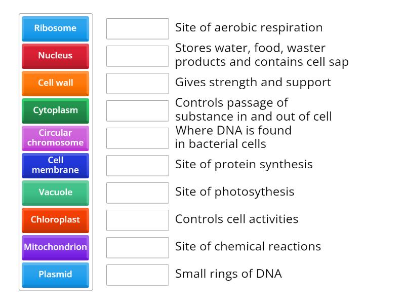 Cell Structures & Function - Match up