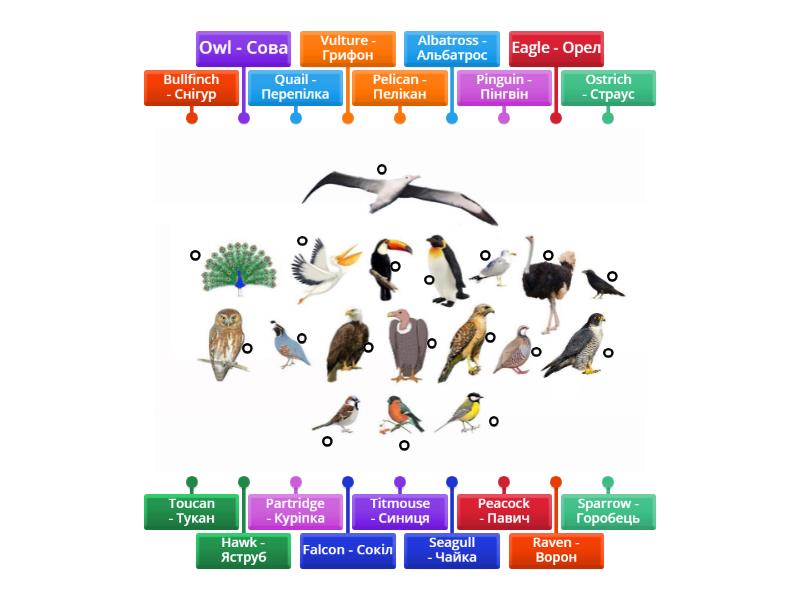 Birds - part 2 - Labelled diagram