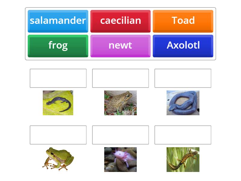 amphibians - Match up