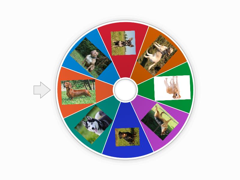 Diferentes razas de perros - Roda acak