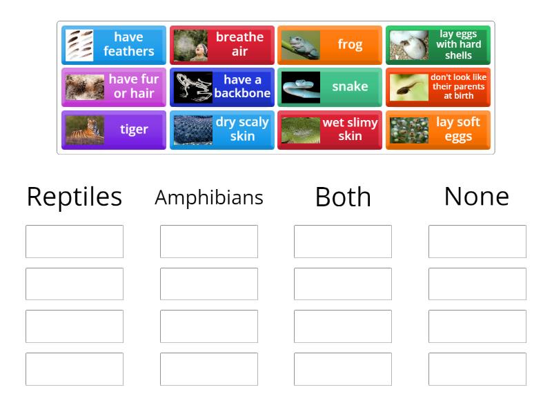 Reptiles vs Amphibians - Group sort