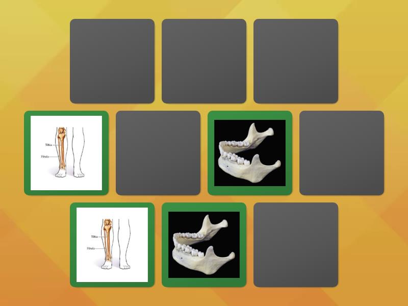 Bones and muscles - Matching pairs