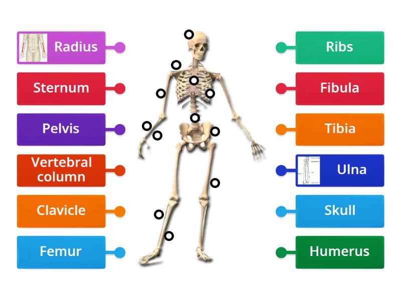 Locomotor system - Labelled diagram