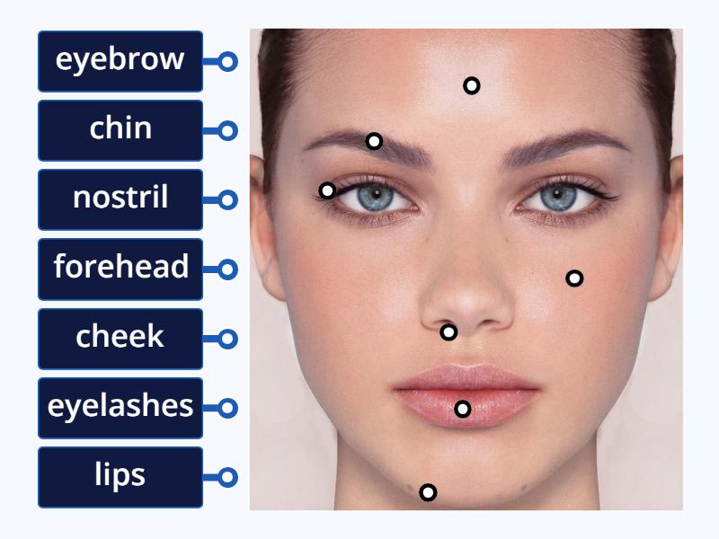 Human face - Labelled diagram