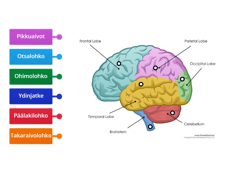 psykologia 1 aivot - Labelled diagram