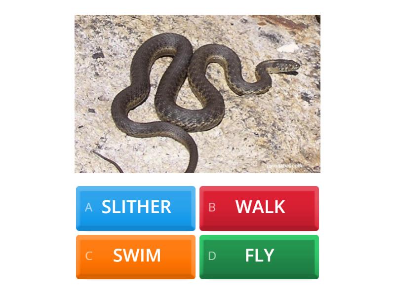 WALK, FLY, SWIM, SLITHER - Quiz