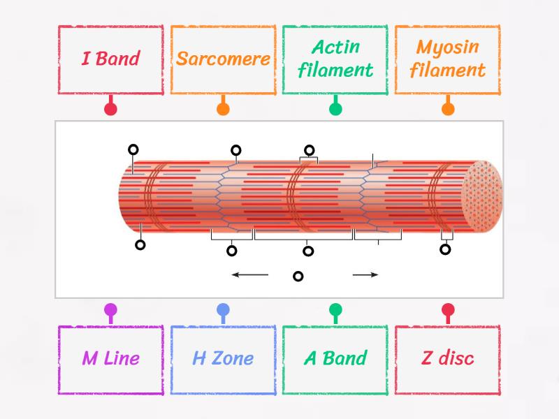 Micro anatomy of the Muscle - Labelled diagram