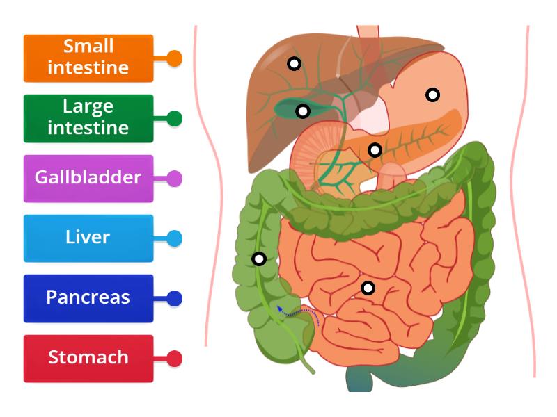 Unlabeled diagram of human digestive system - Labelled diagram