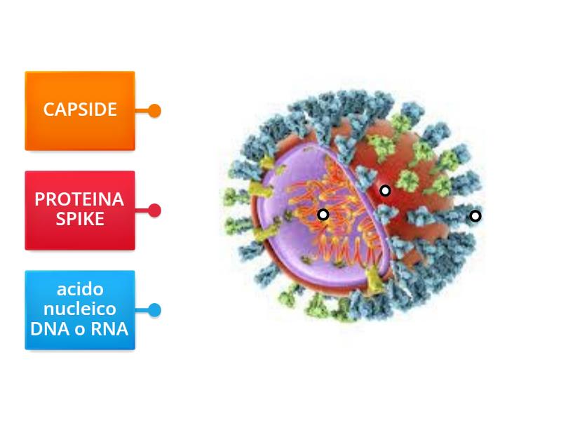 Struttura del virus - Labelled diagram