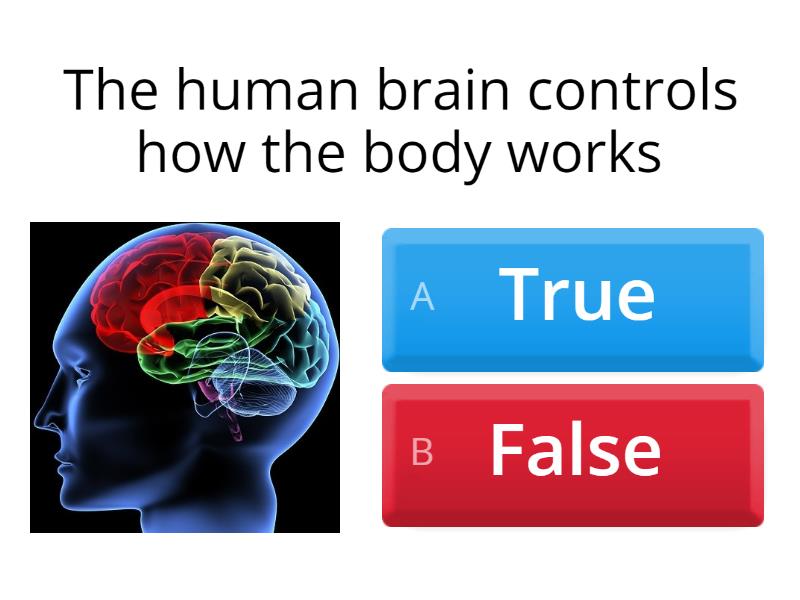 Ex.2 p70 The human brain controls how the body works - Quiz
