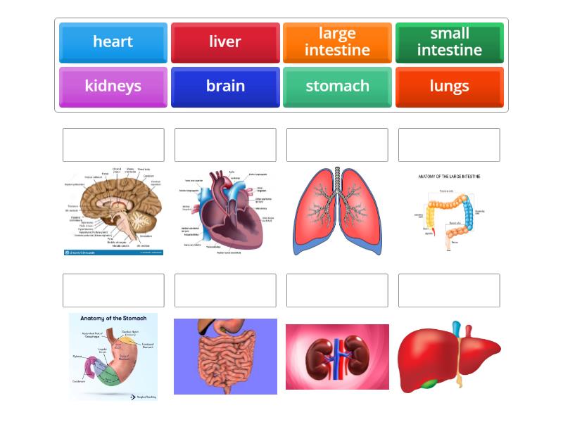 Human Body Systems - Match up