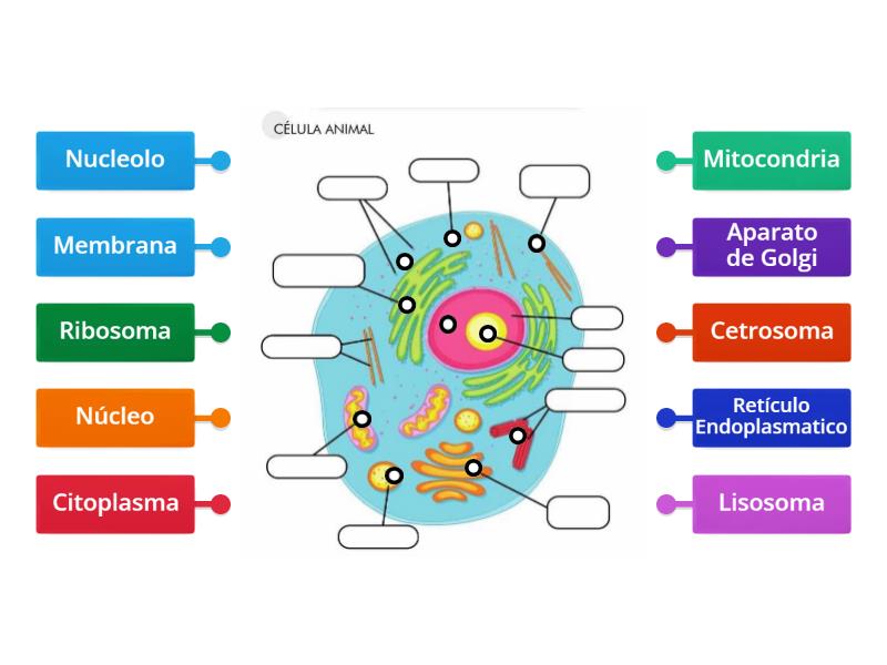 La célula - Diagrama con etiquetas