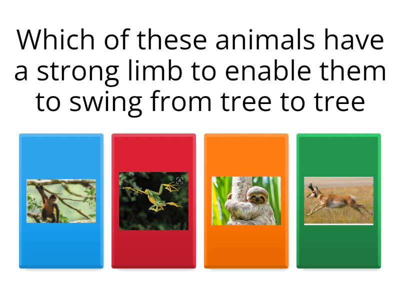 Animals in tropical rainforest - Quiz