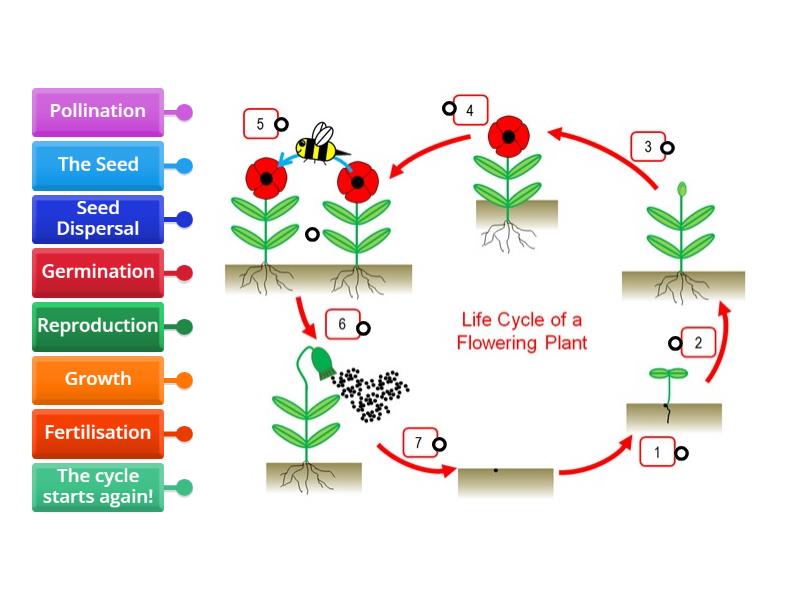 Life Cycle of a Flowering Plant - Labelled diagram