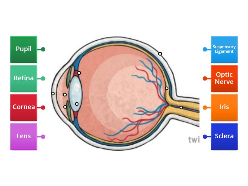 Eye Labelling - Labelled diagram