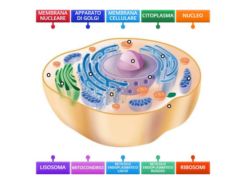 Cellula eucariote - Labelled diagram