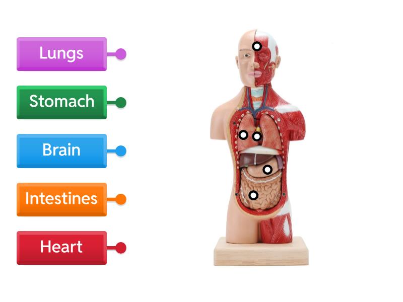 Human Organs - Labelled diagram