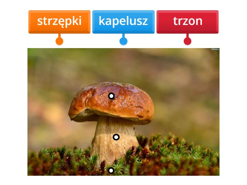Budowa grzyba wielo komórkowa - Labelled diagram