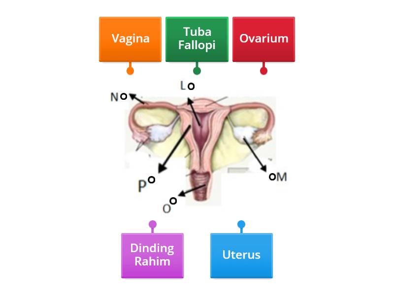 Alat Reproduksi Manusia - Labelled diagram