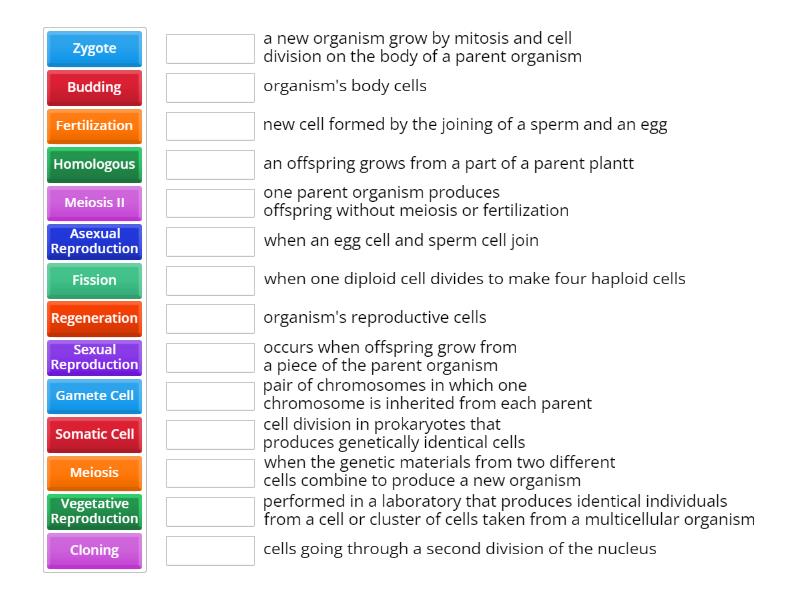 Asexual Reproduction Vocabulary - Une las parejas