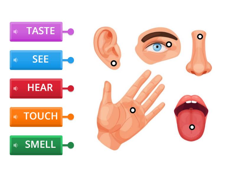 Grade 1 - Five Senses I - Labelled diagram