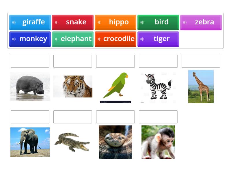 wild animals - Match up