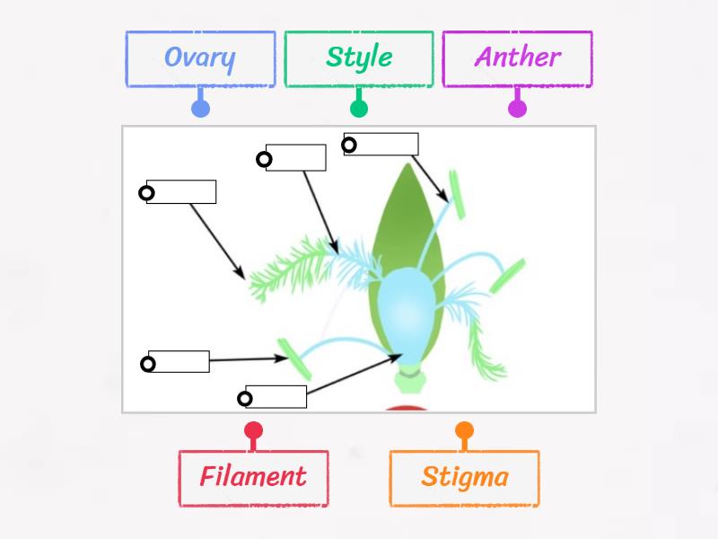Flower structure (wind pollinated) - Labelled diagram
