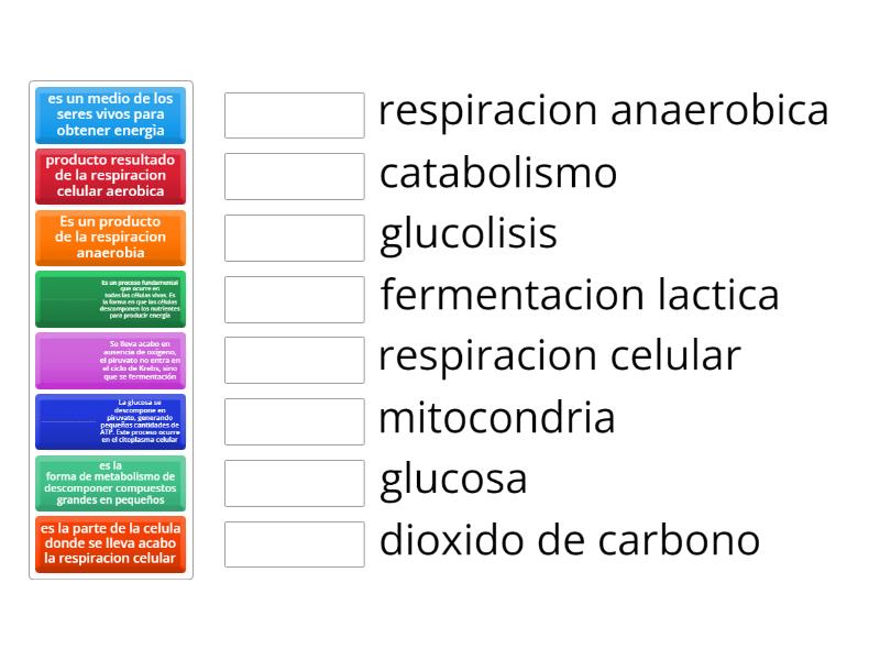 respiracion celular - Match up