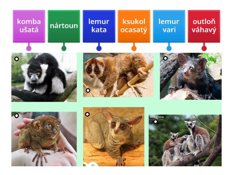 poloopice - Labelled diagram