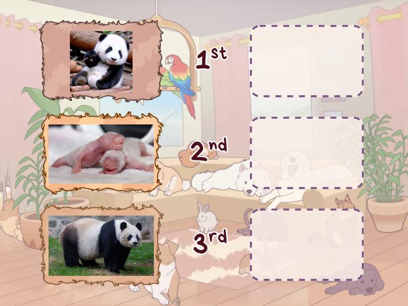 Animal Growth - Rank order