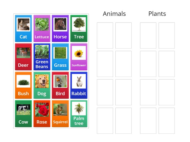 Plants and Animals - Group sort