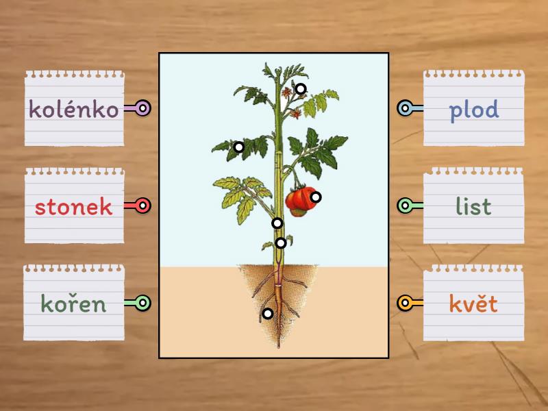 Části těla kvetoucích rostlin - Labelled diagram