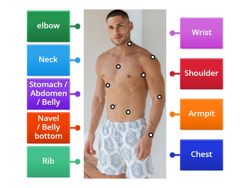 Trunk parts - Labelled diagram