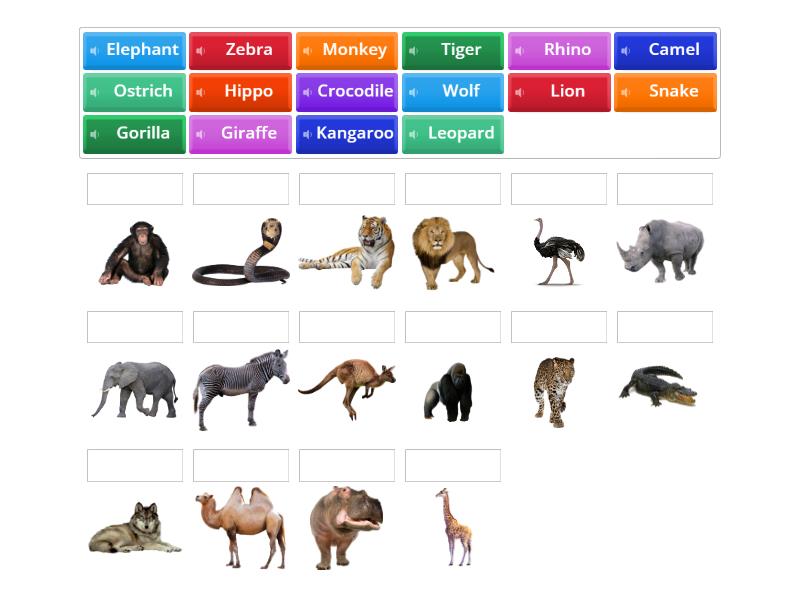 Zoo animal - Match up