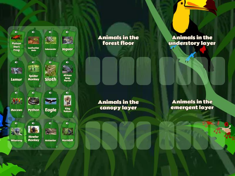 Animals in the Rainforest - Group sort