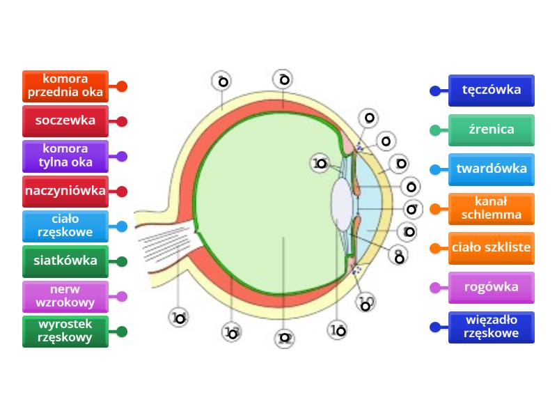 budowa oka - Labelled diagram