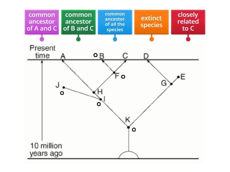 Cladogram - Labelled diagram