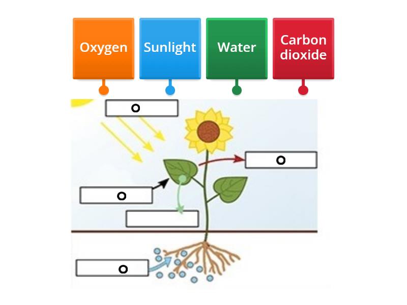 Photosynthesis Process - Labelled diagram