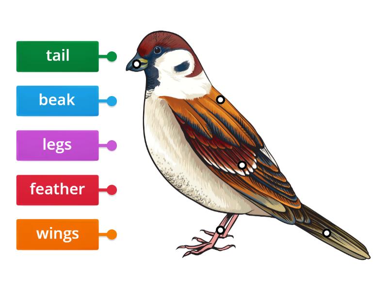 Parts of the bird- Grade 2 - Diagrama con etiquetas