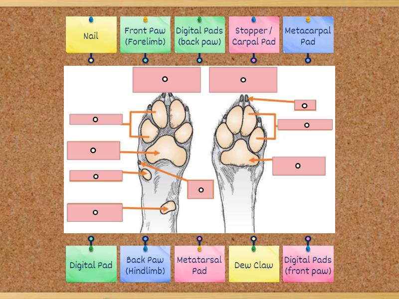Canine Anatomy - Feet - Labelled diagram
