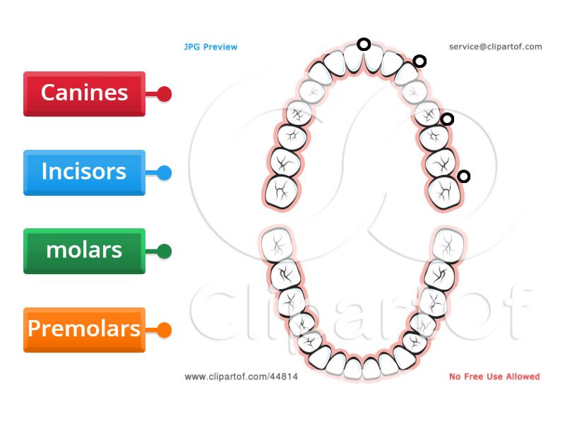 Label teeth - Labelled diagram